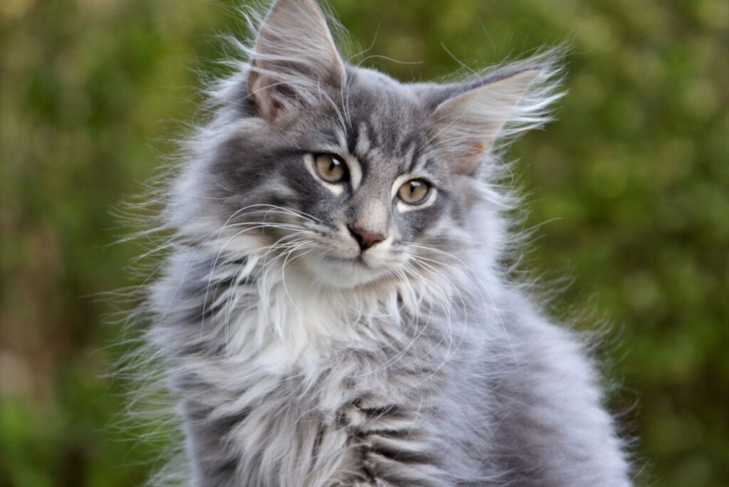 TOP 10 Beautiful Gray Cats With Green Eyes