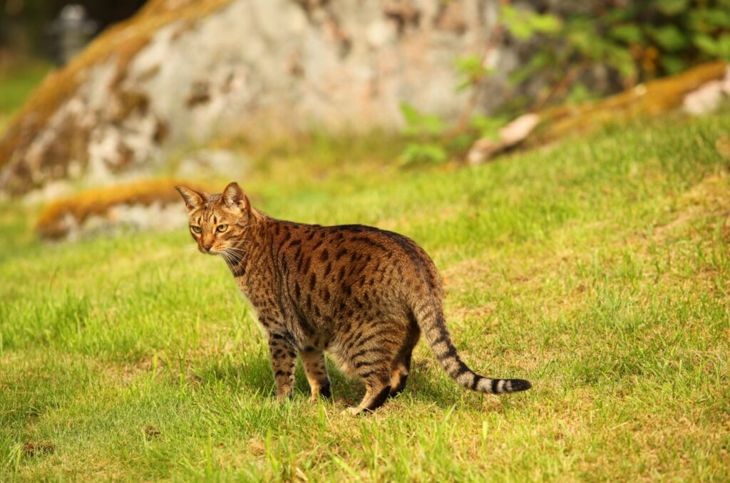 14 Exotic Cats That Are Great As Pets