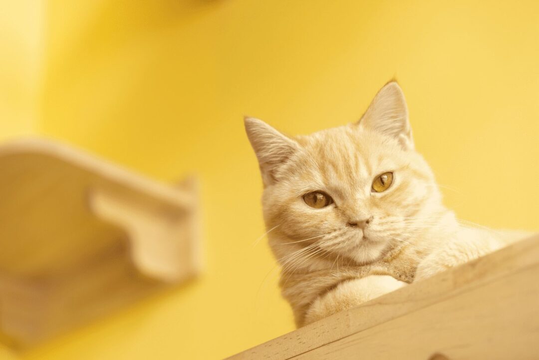 14 Fluffy Orange Tabby Cats You Will Want To Cuddle With