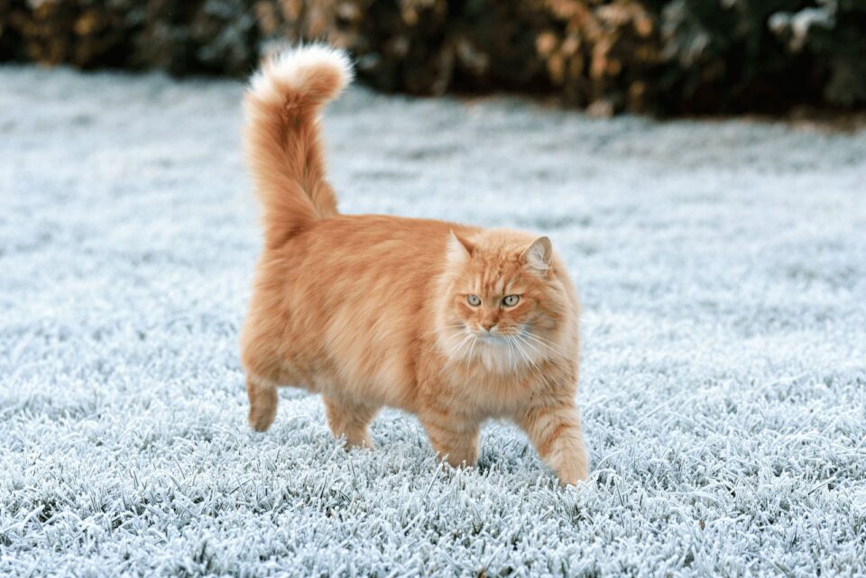14 Fluffy Orange Tabby Cats You Will Want To Cuddle With
