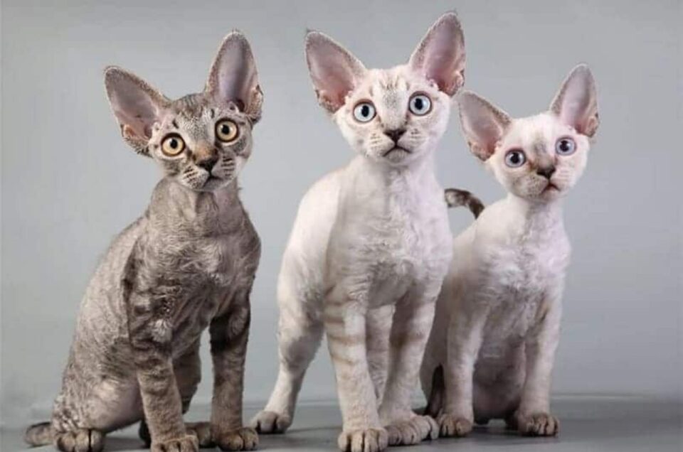 12 Curly-Hair Cat Breeds That Will Leave You Breathless