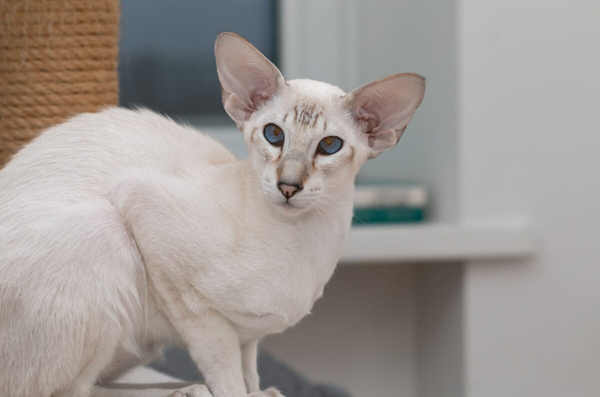 18 Cat Breeds With Weirdly Small Heads