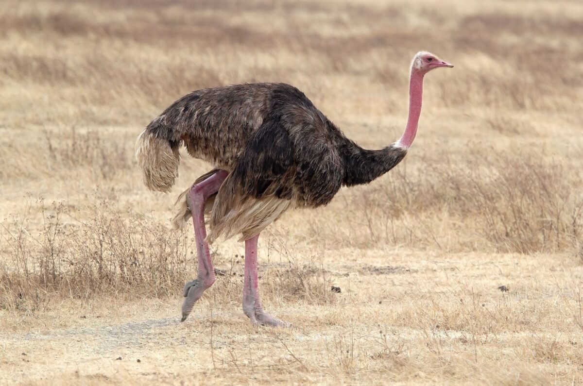 11 Biggest Birds On Earth That Will Take Your Breath Away