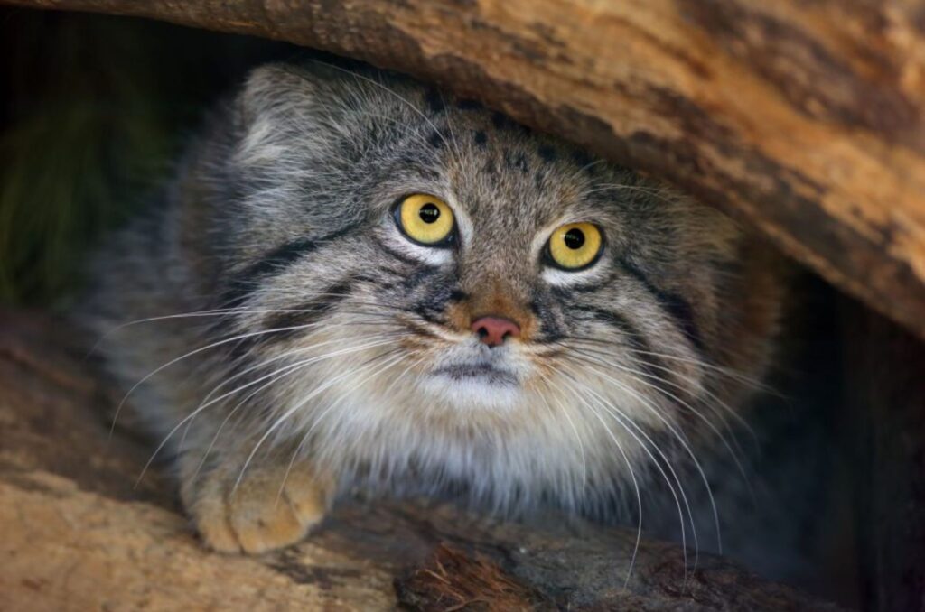 18 Cats With Captivating Round Eyes You Won’t Be Able To Resist