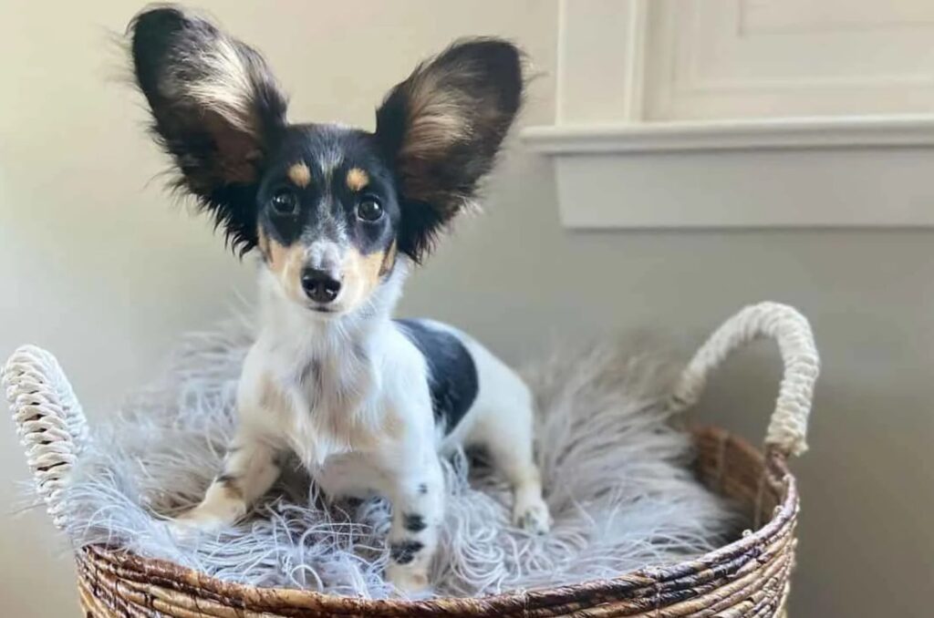 22 Most Adorable Dachshund Mix Breeds