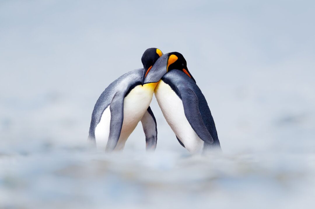 11 Animals That Mate For Life And Stay Together Forever