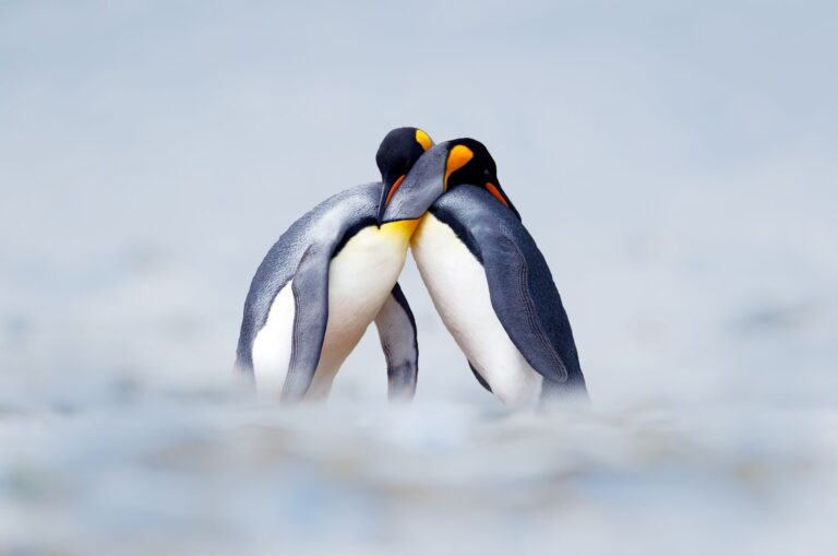 11 Animals That Mate For Life And Stay Together Forever