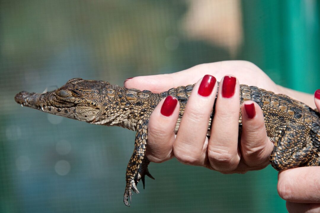 9 US States Where You Can Legally Own An Alligator As A Pet