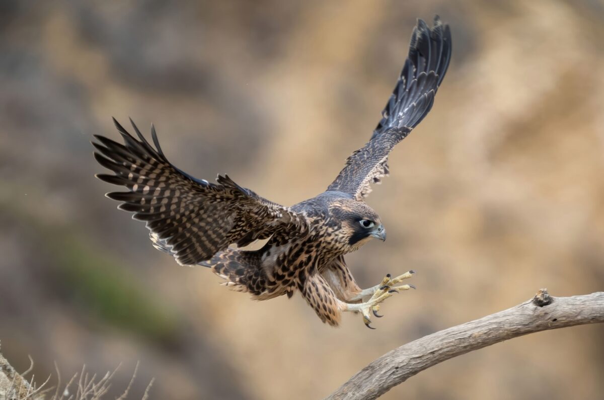 17 Animals With Incredible Superpowers That Will Blow Your Mind