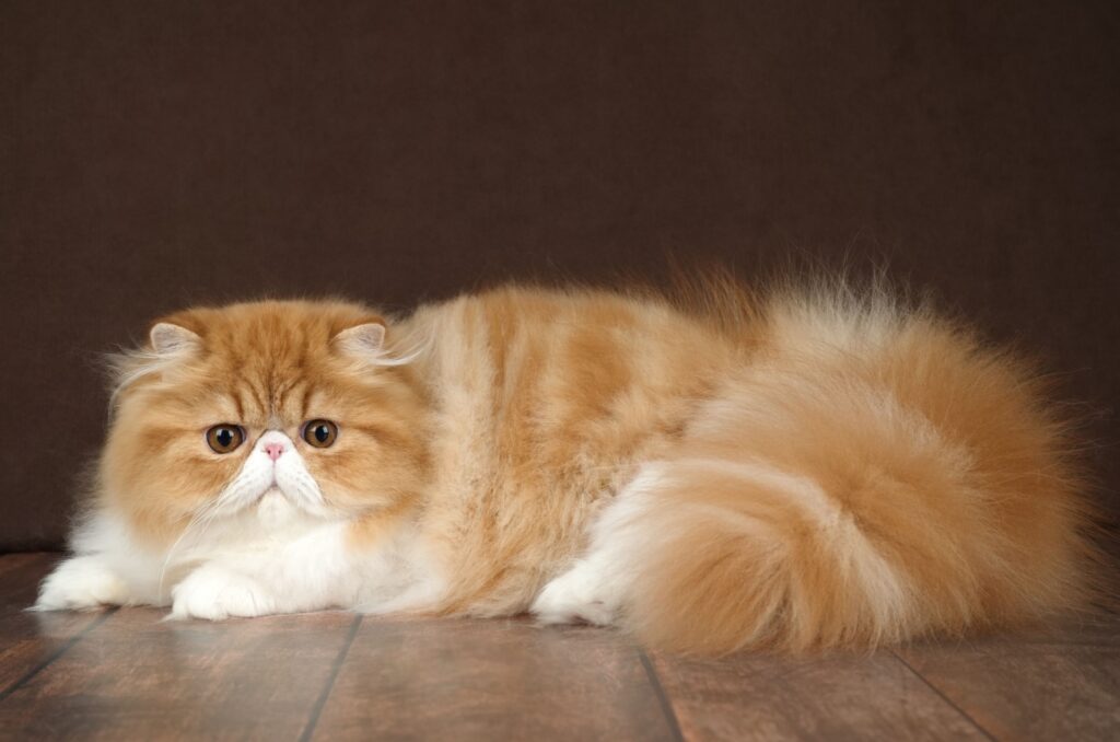 14 Cat Breeds With Surprisingly Big Heads