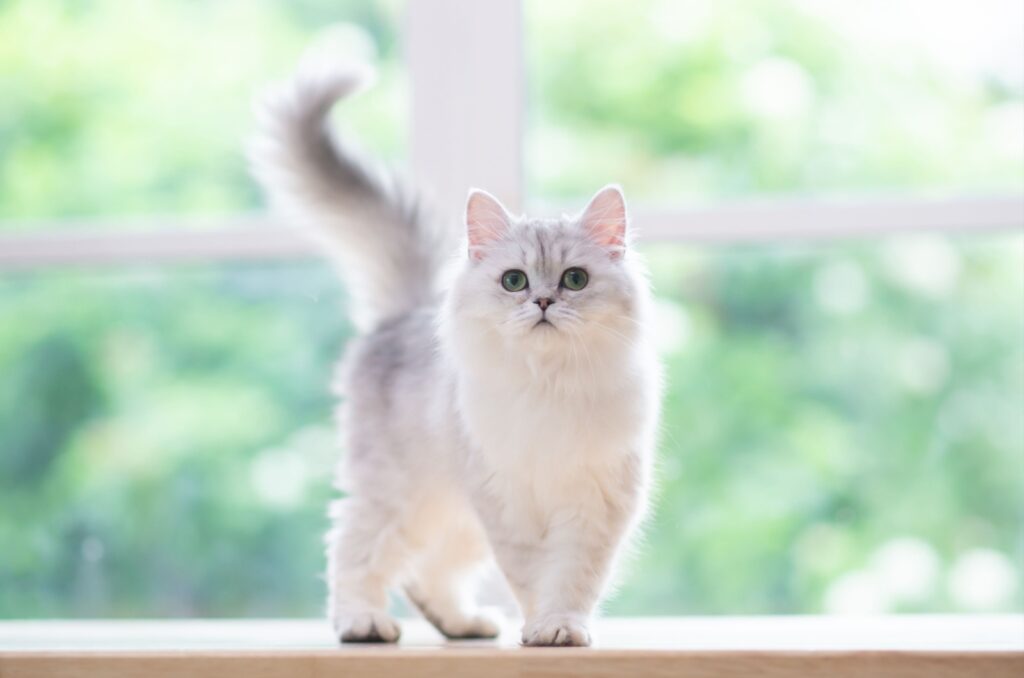 13 Cat Legends And Myths You Probably Never Heard Of