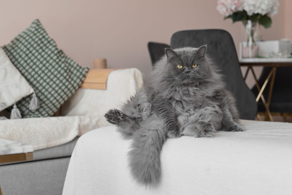 10 Independent Cat Breeds That Can Handle Alone Time Very Well