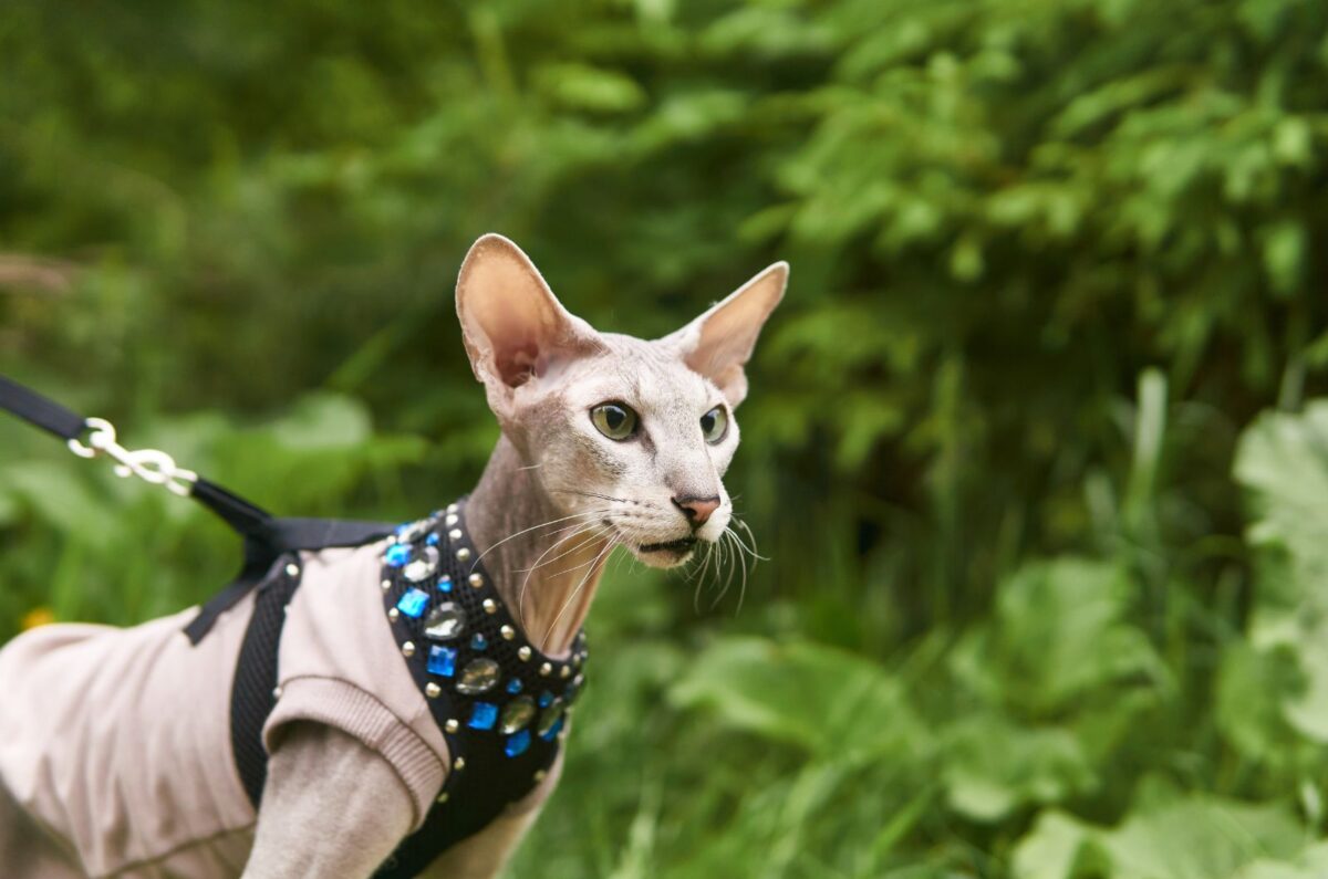 14 Rare And Unique Cat Breeds You’ll Instantly Fall In Love With