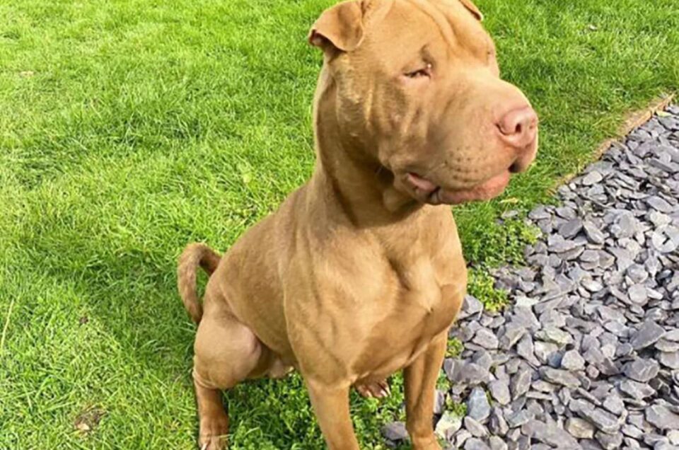 13 Shar Pei Mixes That Will Melt Your Heart