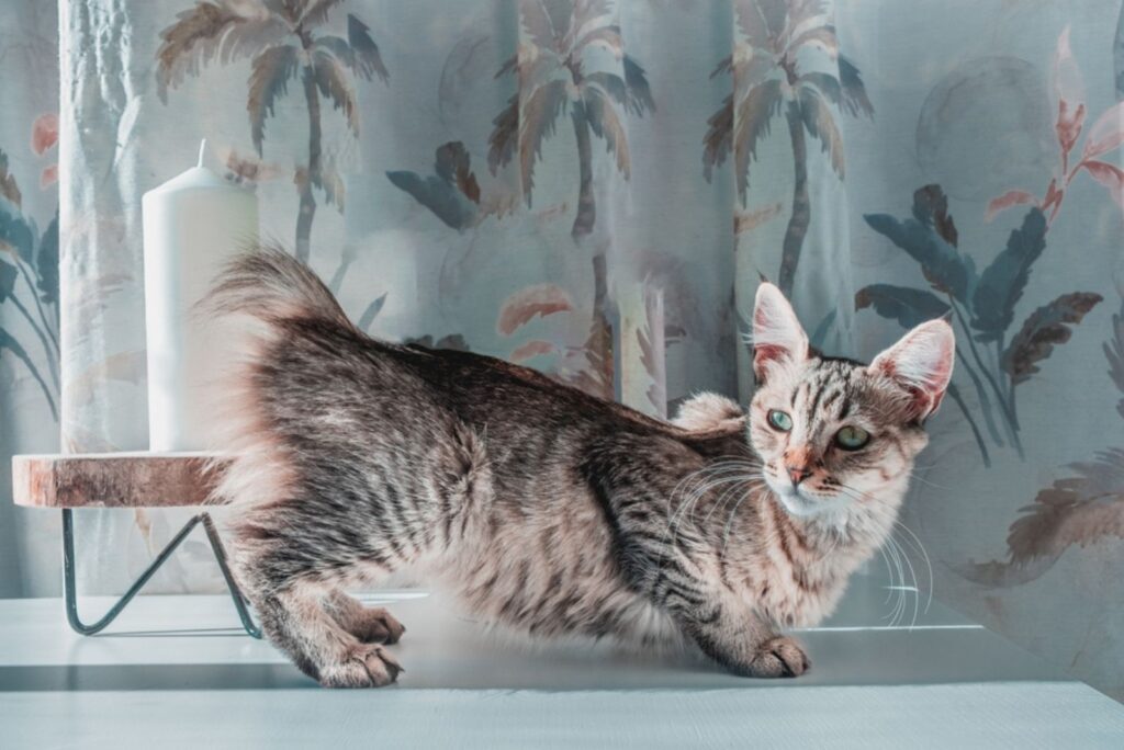 12 Irresistible Tailless Cat Breeds You’ll Fall In Love With