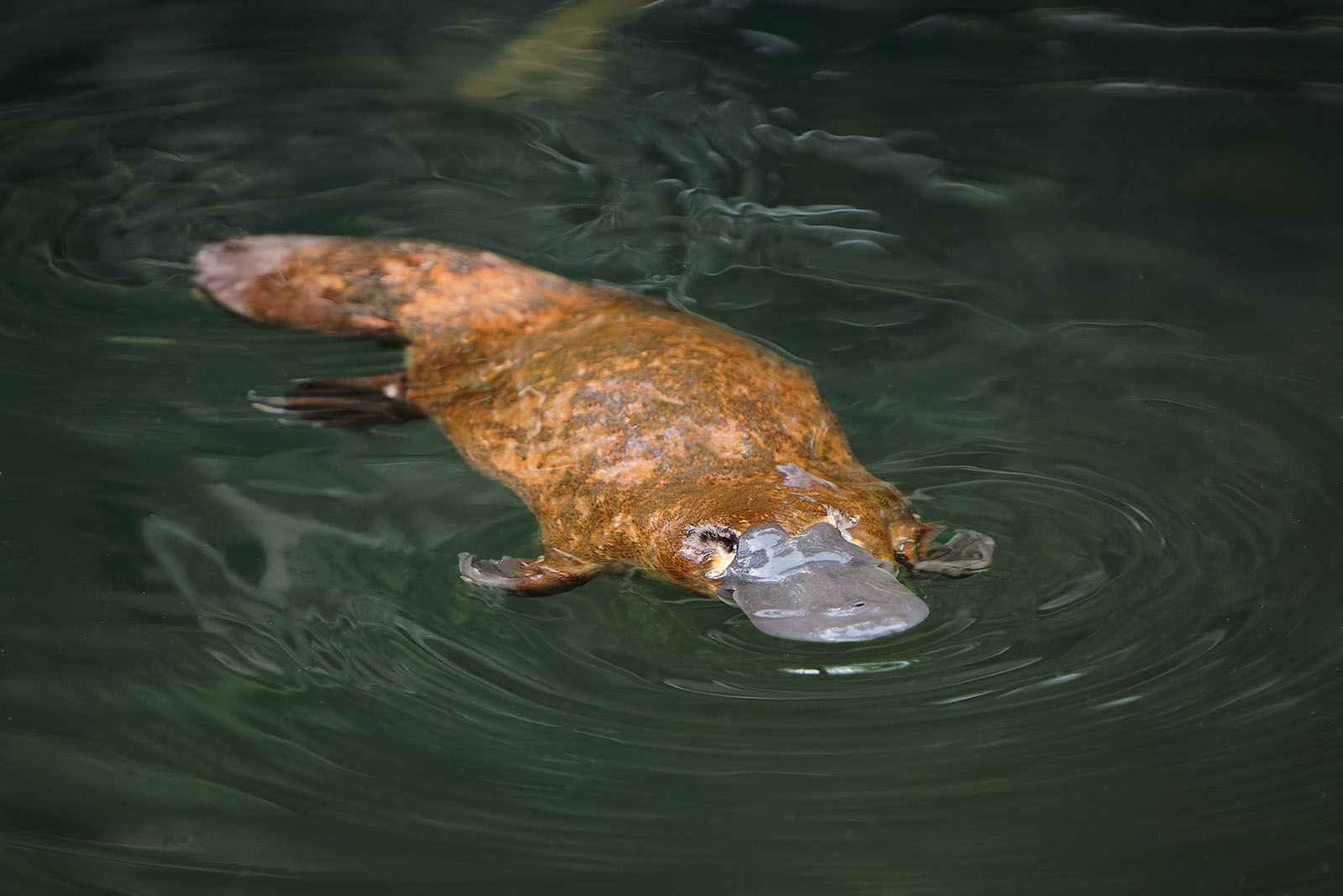 12 Animals That Call Both Land And Water Their Home