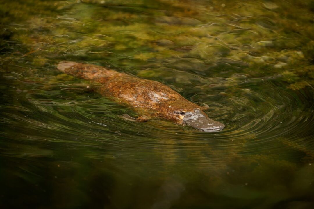 13 Endemic Animals Found In Just One Corner Of The World