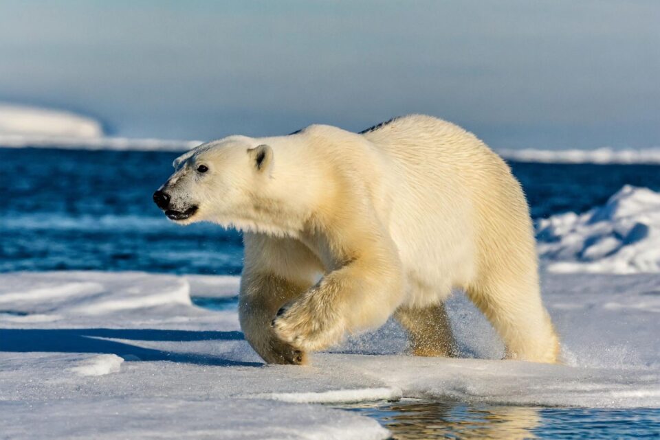 11 Animals With The Most Fascinating Survival Techniques