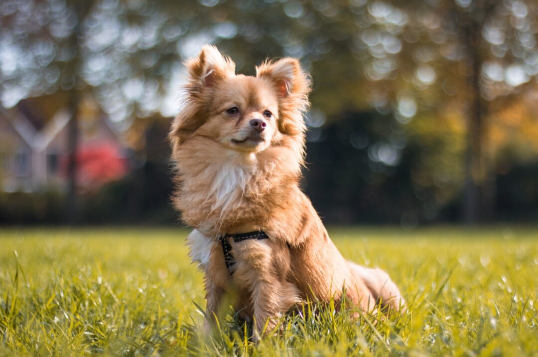 26 Teddy Bear Dogs You’ll Absolutely Love