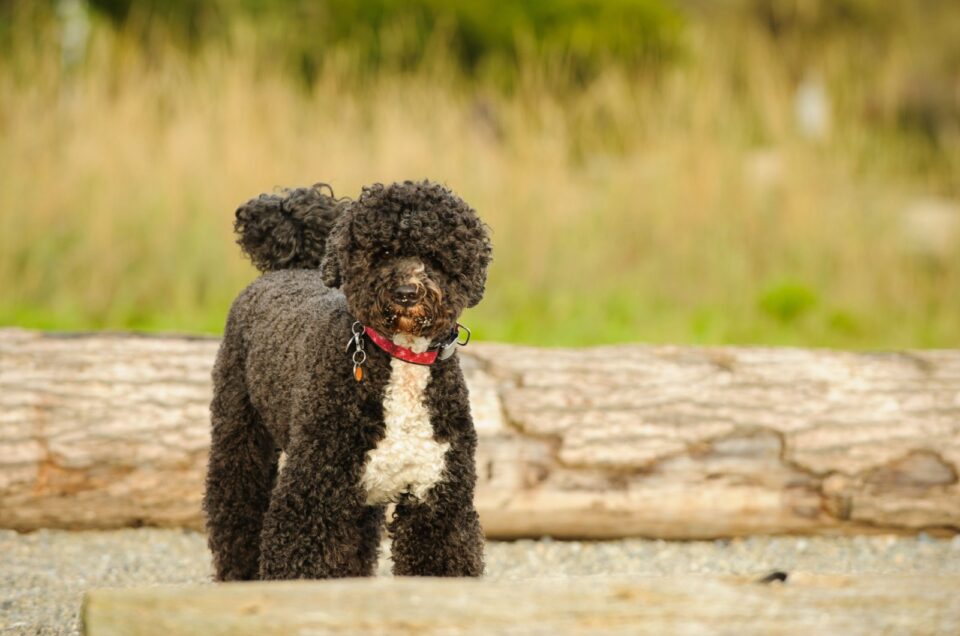 26 Small Curly-Haired Dogs You’ll Want To Cuddle All Day Long
