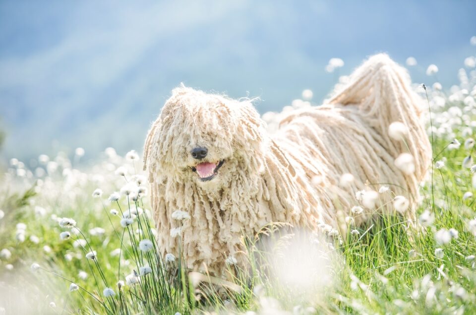 26 Small Curly-Haired Dogs You’ll Want To Cuddle All Day Long