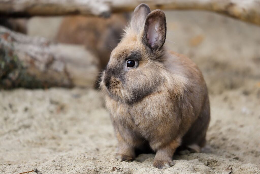 6 Unbelievably Tiny Animals That Fit In The Palm Of Your Hand