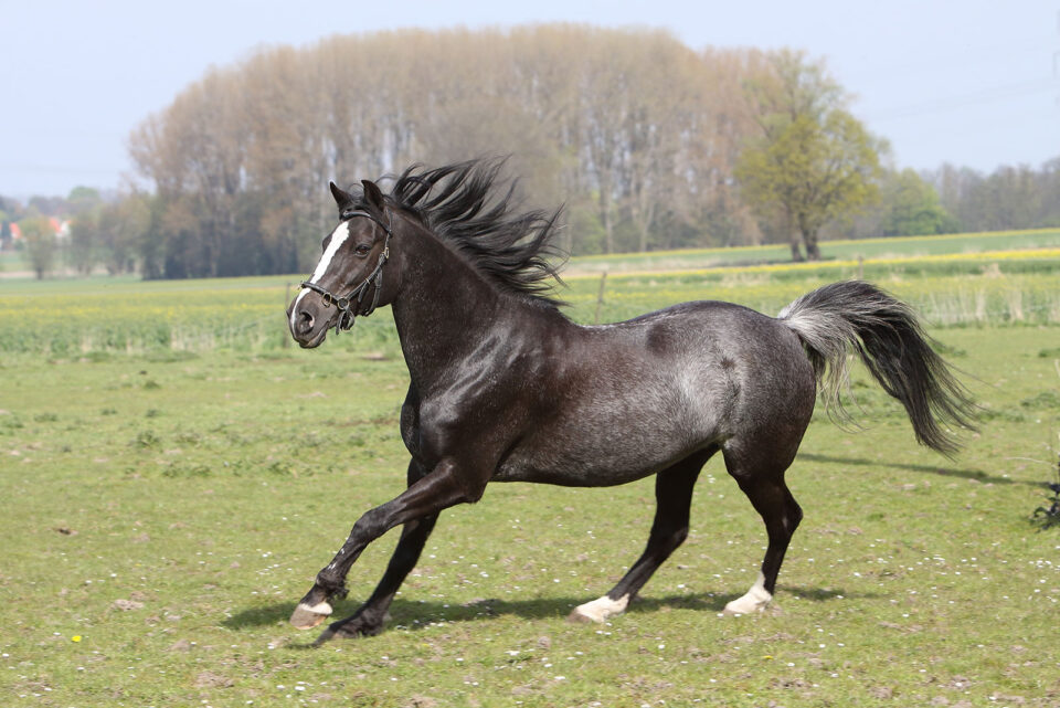 13 Horse Colors And Patterns So Unique They’ll Take Your Breath Away