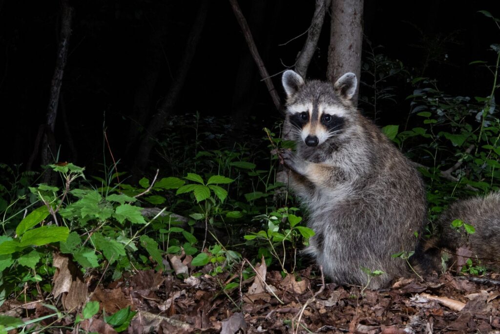 8 Nocturnal Animals You Rarely See During The Day Because They Rule The ...