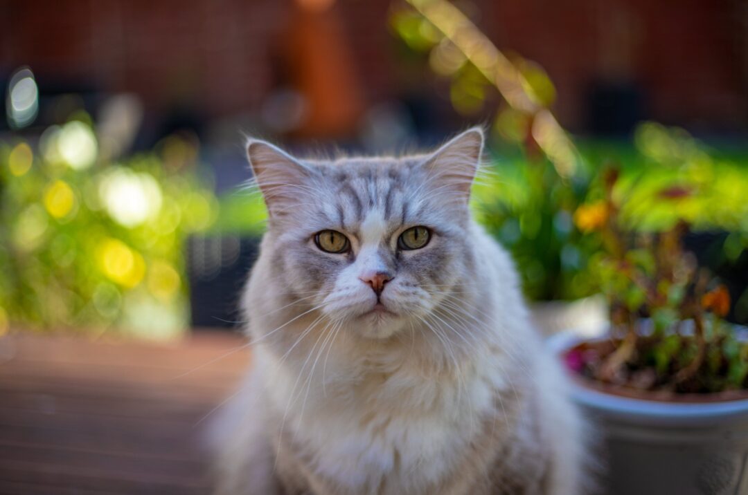 14 Cat Breeds With Surprisingly Big Heads