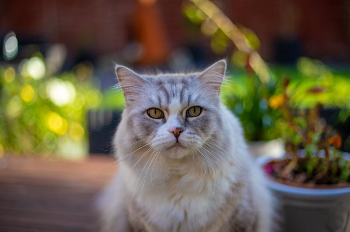 14 Cat Breeds With Surprisingly Big Heads