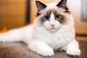 15 Largest Cat Breeds In The World That Will Blow Your Mind
