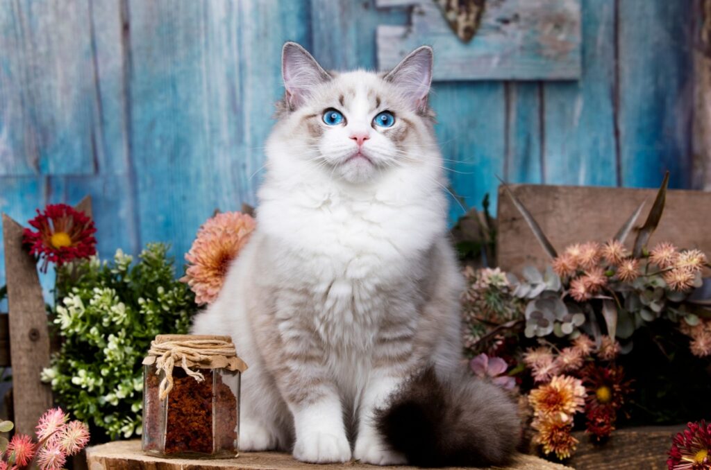 14 Cat Breeds With Surprisingly Big Heads