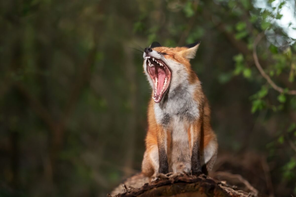 8 Loud Animals You Can Hear From Miles Away