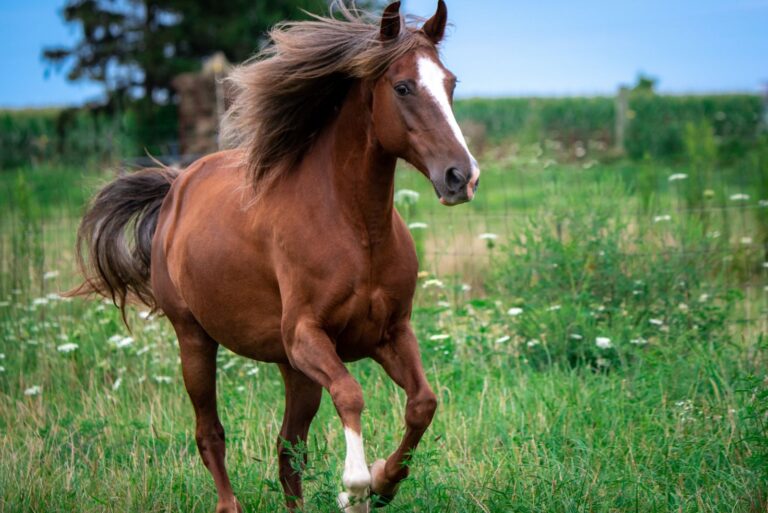 17 Gentle Horse Breeds That Will Instantly Win Your Heart