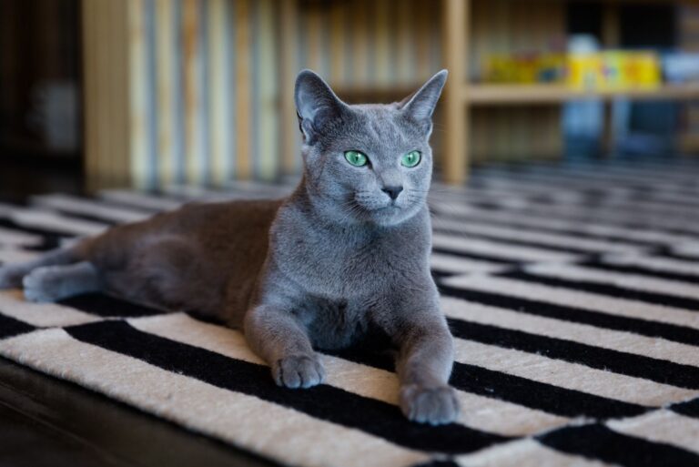 13 Cat Breeds With Stunning Blue Fur That Will Captivate You