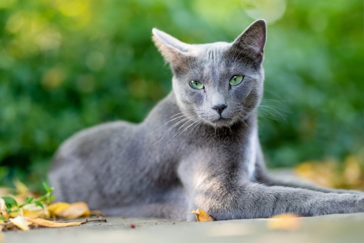 TOP 10 Beautiful Gray Cats With Green Eyes