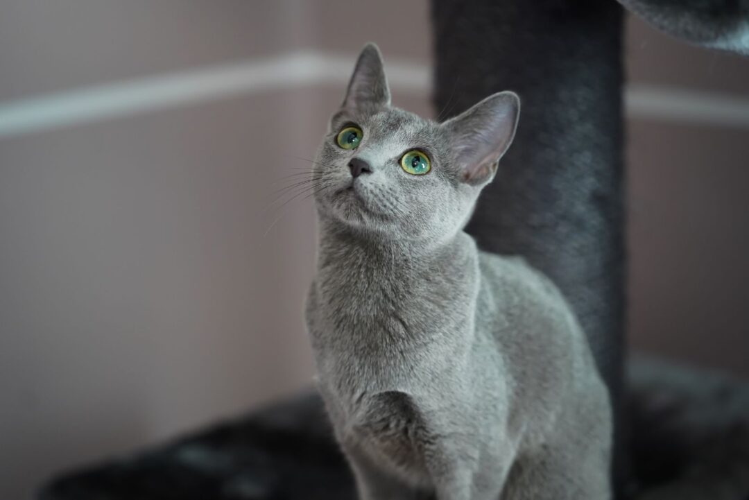 10 Easiest Cat Breeds To Care For You’ll Go Absolutely Crazy About