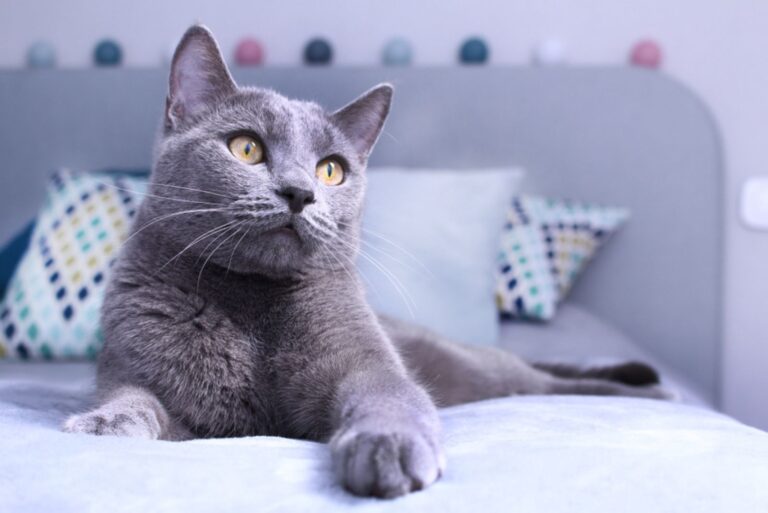 Top 13 Big Nose Cat Breeds With Even Bigger Personalities