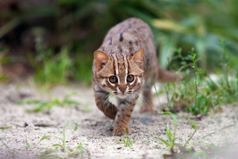37 Incredible Wild Cat Breeds From Around The World