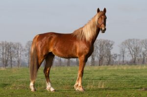 17 Most Unpredictable Horse Breeds That Require Extreme Caution