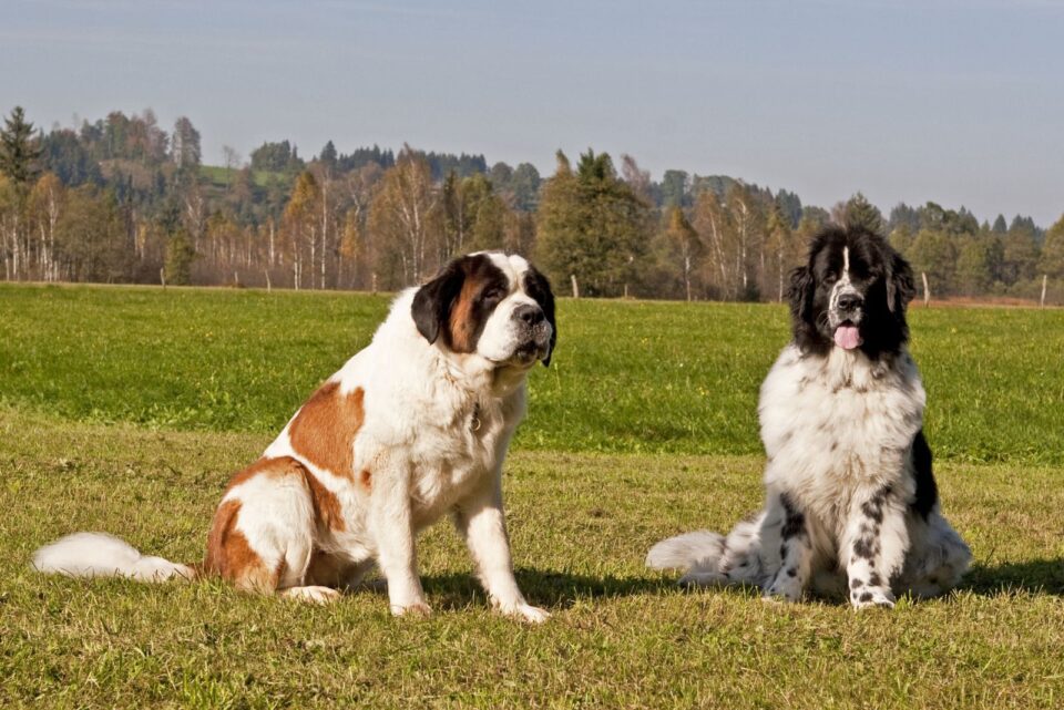 15 Remarkable Newfoundland Mixes That Will Steal Your Heart