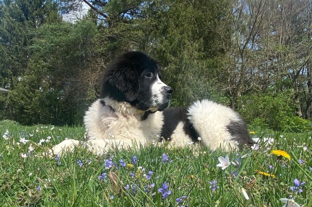 15 Remarkable Newfoundland Mixes That Will Steal Your Heart