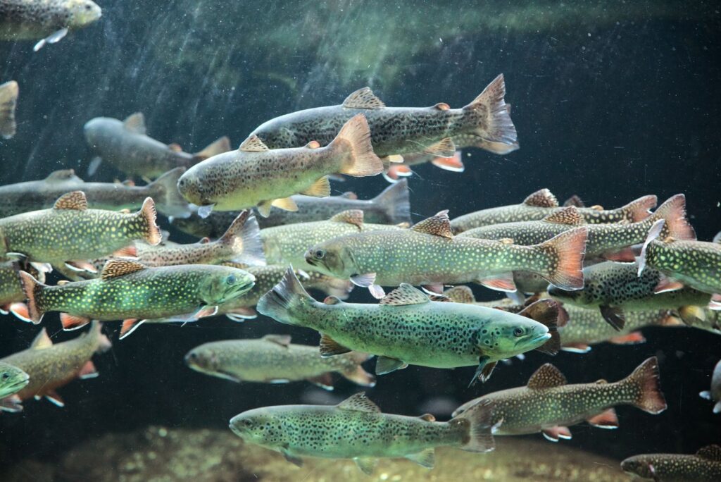 17 Incredible Animals Known For Their Long-Distance Migrations