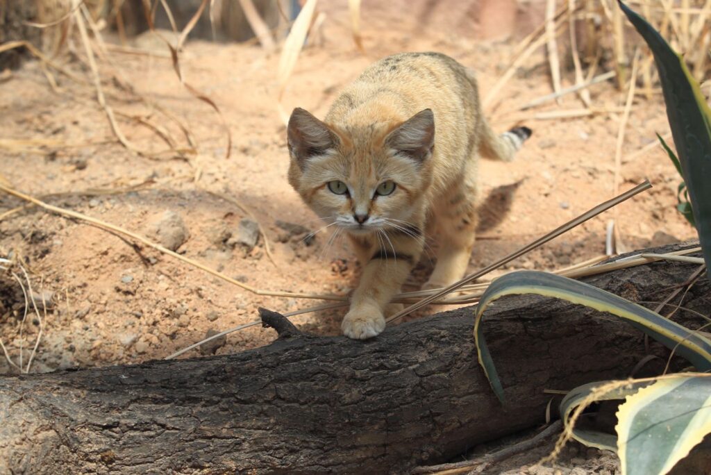 37 Incredible Wild Cat Breeds From Around The World
