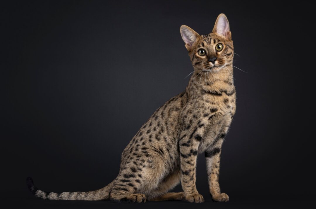 14 Cat Breeds With Surprisingly Big Heads