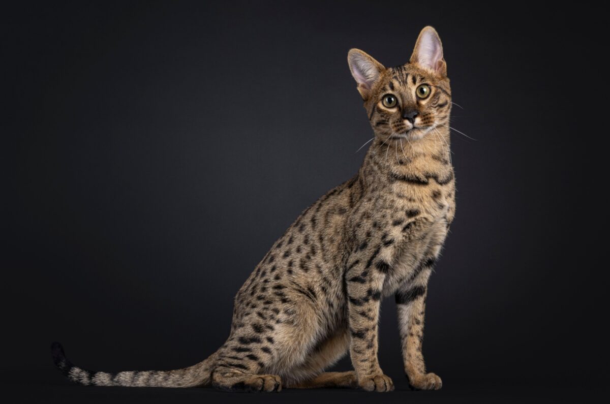 14 Cat Breeds With Surprisingly Big Heads