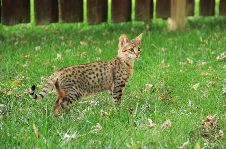 5 Key Differences Between Savannah Cat And Serval Cat