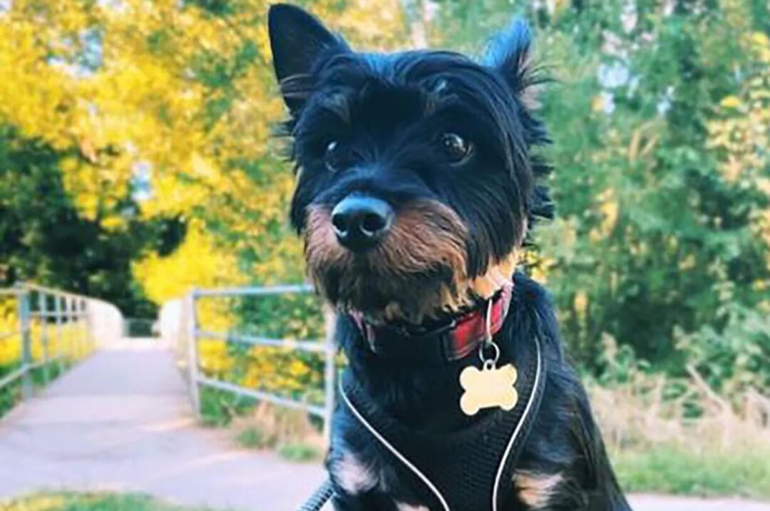 22 Stunning Yorkie Mixes That Will Capture Your Attention And Your Heart