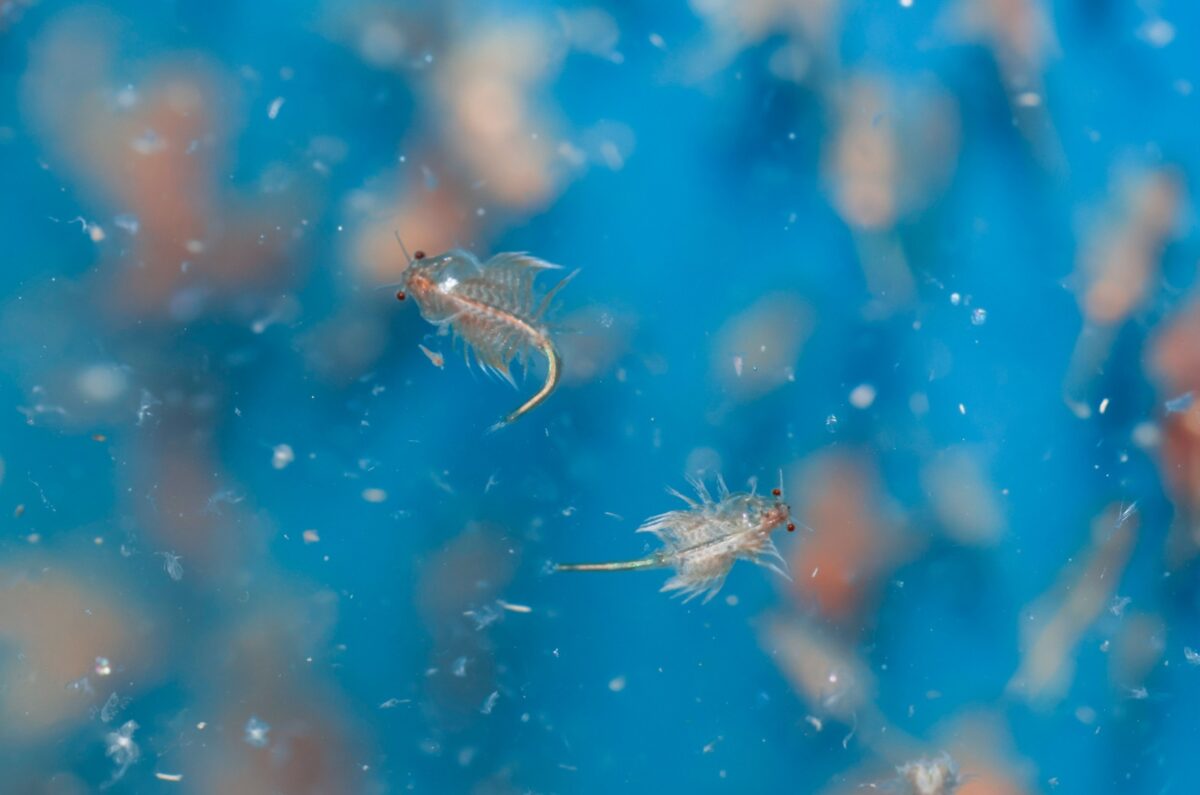 15 Chill Pets That Don’t Need As Much Attention As Dogs