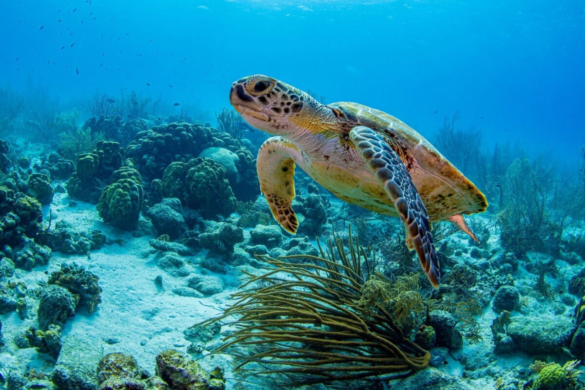 17 Incredible Animals Known For Their Long-Distance Migrations